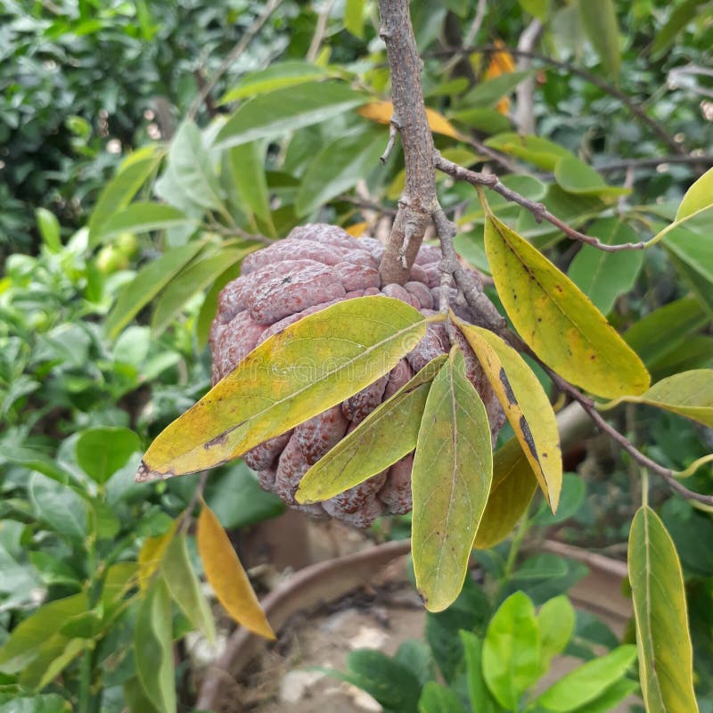 The Sugar Apple or Sweetsop is the Edible Fruit Stock Photo - Image of ...