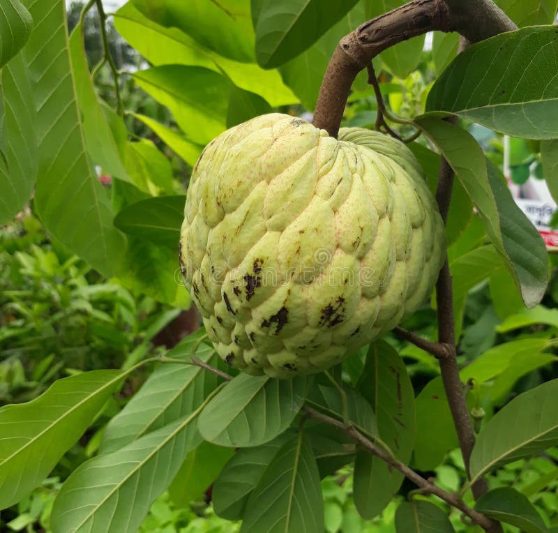 The Sugar Apple or Sweetsop is the Edible Fruit of Annona Squamosa ...