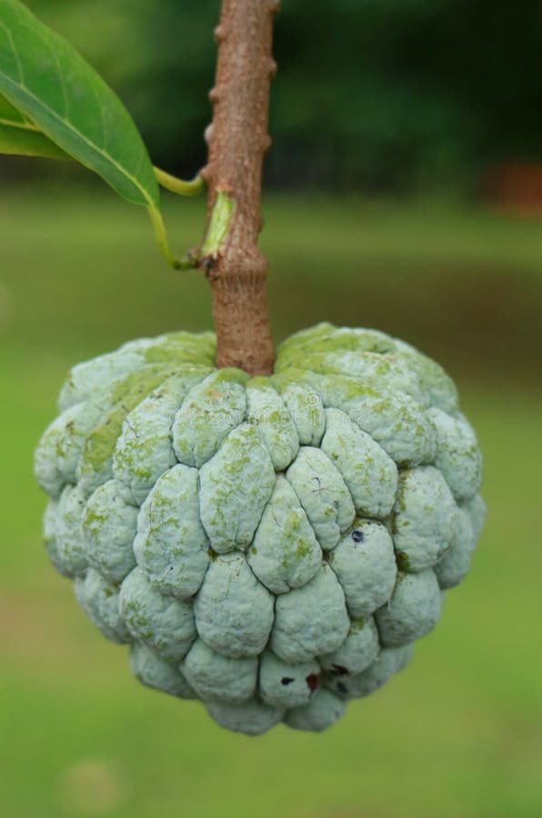 Sugar Apple stock image. Image of leaf, plant, food, apple - 93982923