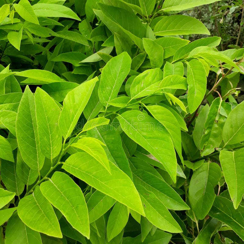 The Sugar Apple Tree, Also Known As the Annona Squamosal , is a Unique ...