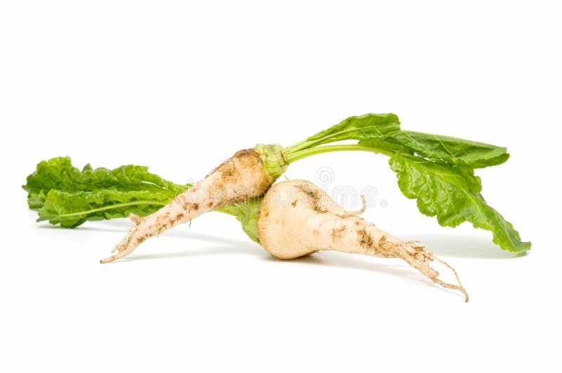 Sugar beet stock photo. Image of crop, sweet, sugar, vegetable - 15422824