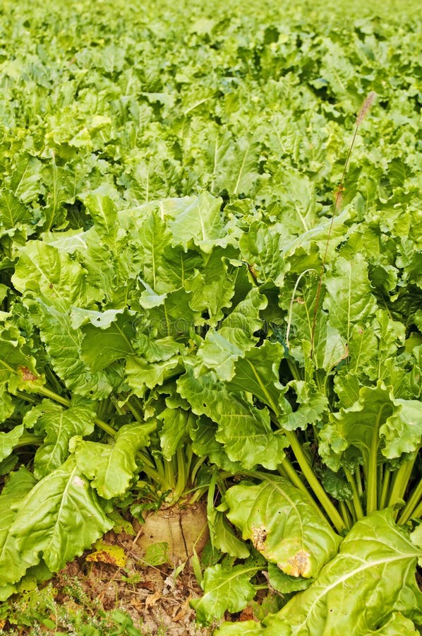 Sugar beet stock image. Image of industiral, plantation - 21498933