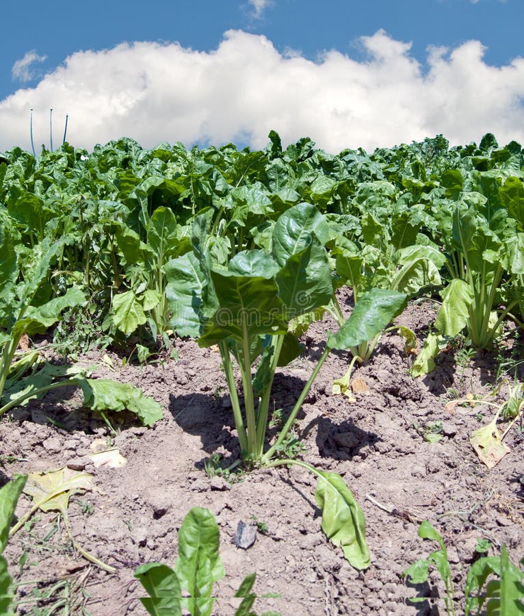Sugar beet stock image. Image of ground, rural, plant - 20010531