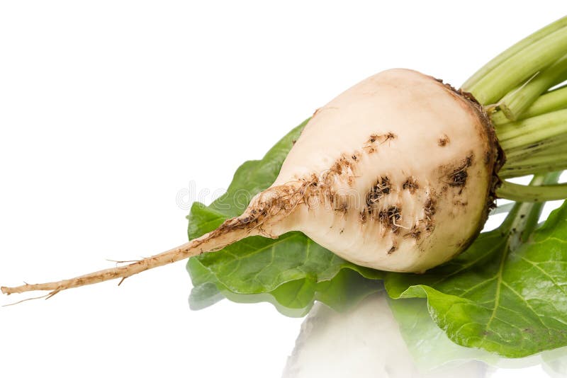 Sugar beet stock photo. Image of beetroot, autumn, sweet - 27034212