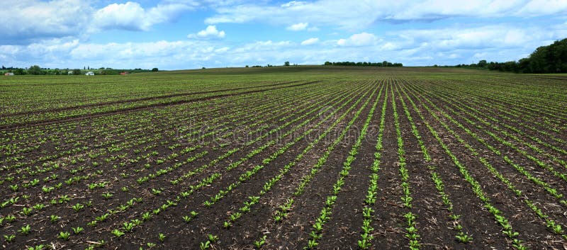Sugar Beet Crops Field, Agricultural Landscape Stock Image - Image of ...