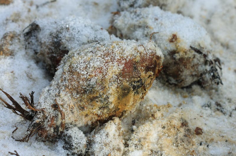 Sugar Beet for Feeding Animals on Ground in Snow Stock Photo - Image of ...
