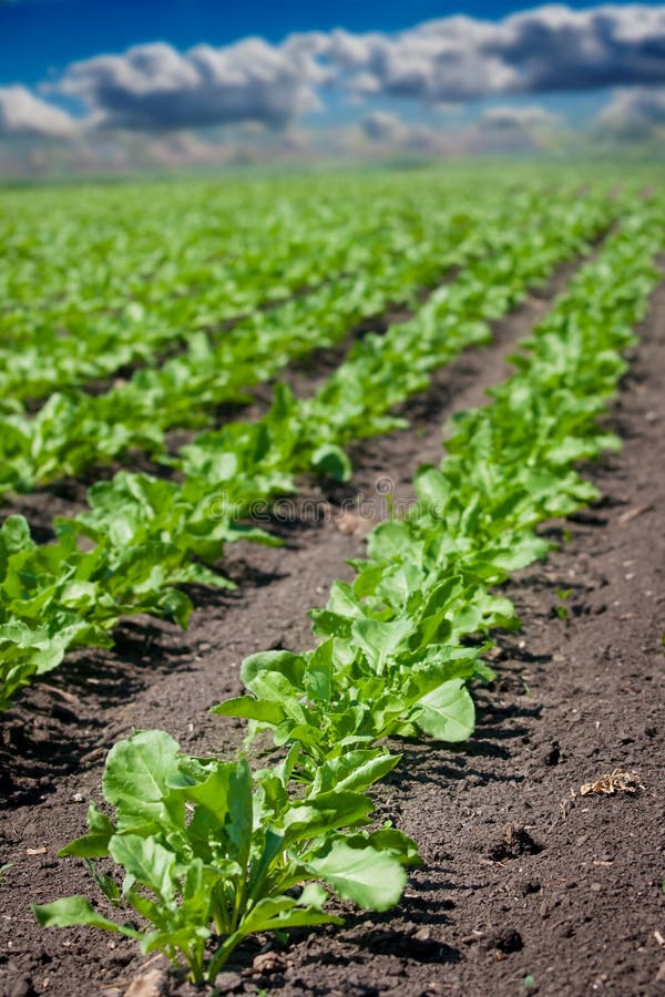 Sugar beet field stock image. Image of field, green, sugar - 24740223