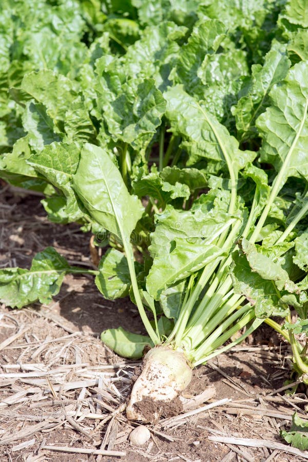 Sugar beet stock image. Image of natural, sugar, fodder - 54796419