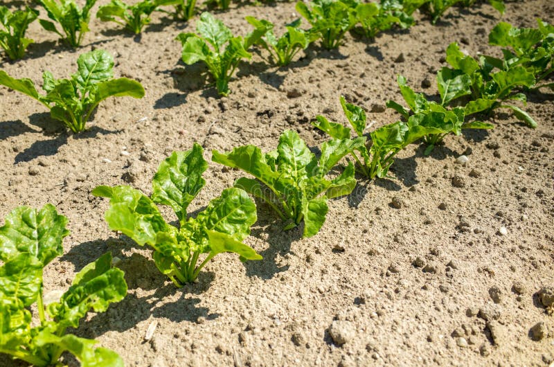 Sugar Beet Field Close View Stock Image - Image of nature, field: 56829037