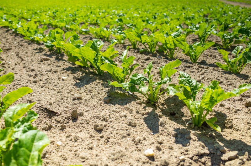 Sugar Beet Field Close View Stock Image - Image of nature, field: 56829037