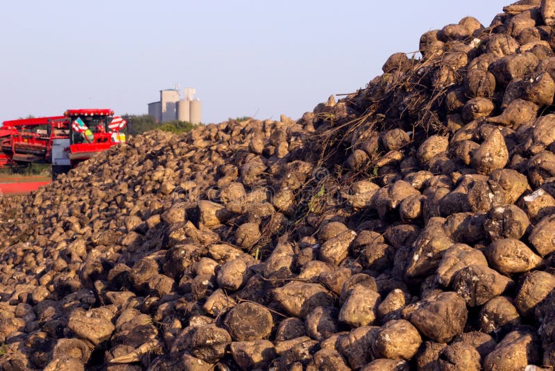 Sugar beet on field stock image. Image of harvester, farmer - 60551493