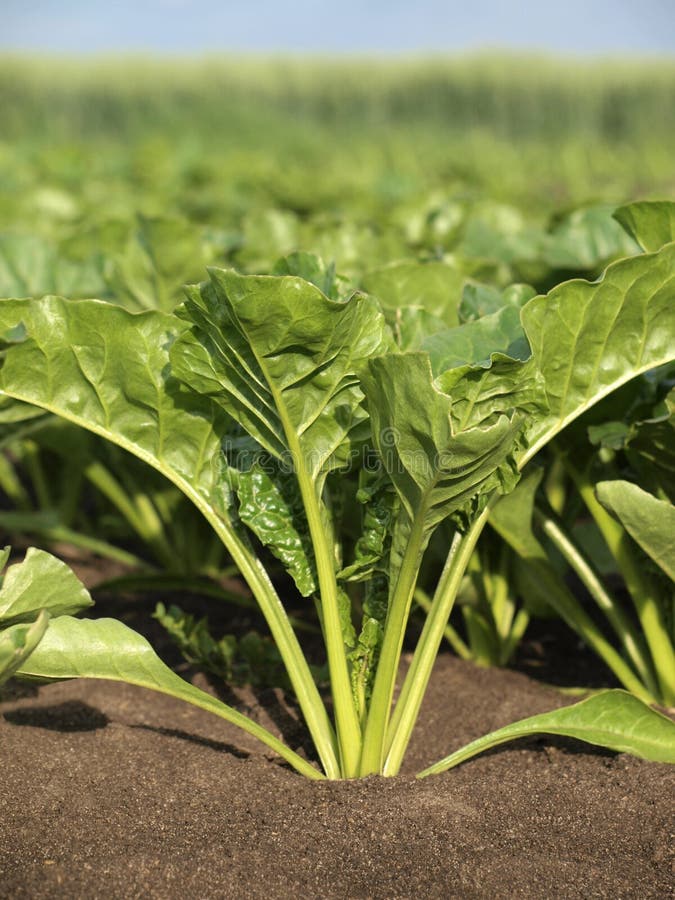 Sugar beet field stock image. Image of scenics, farm - 10681035
