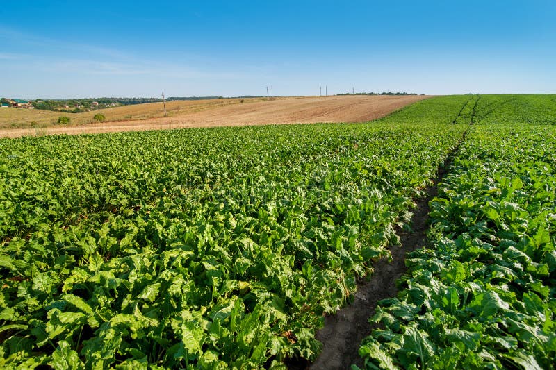 Sugar Beet Field, Agricultural Hills Landscape Stock Photo - Image of ...