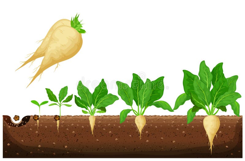 Sugar Beet Growth Stages Infographic Development And Productivity Of