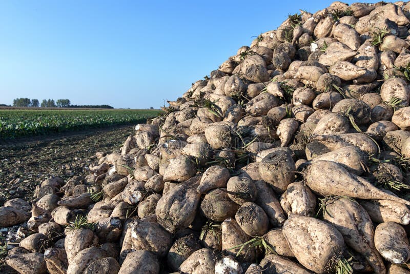 Sugar Beet Harvest. the Pile of Sugar Beet Stock Photo - Image of field ...