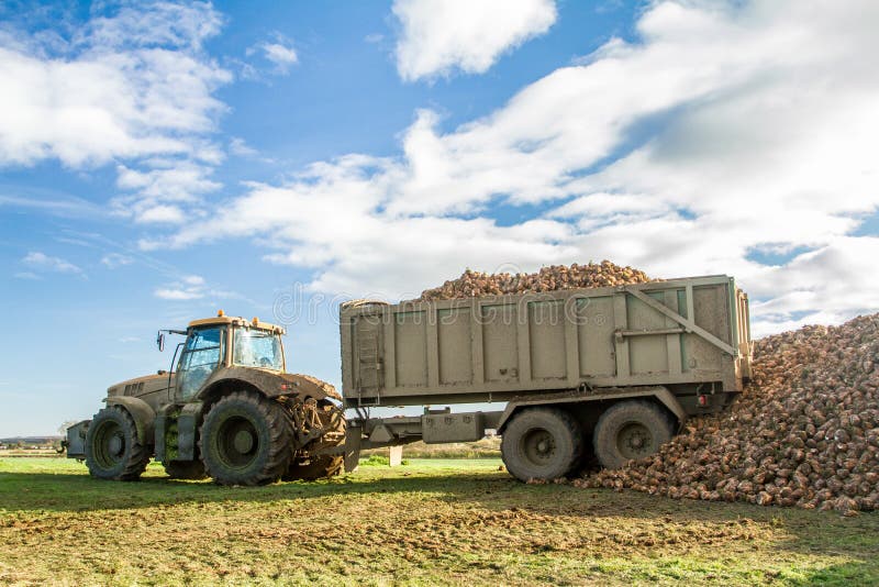 A Sugar Beet Harvest in Progress - Tractor and Trailer Unload Sugar ...
