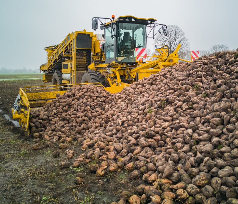 Sugar Beet Harvest with a Sugarbeet Harvester an Agricultural Machine ...