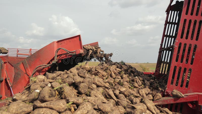 Sugar Beet Harvesting Machine Unloading Crops. a Close-up View of a ...
