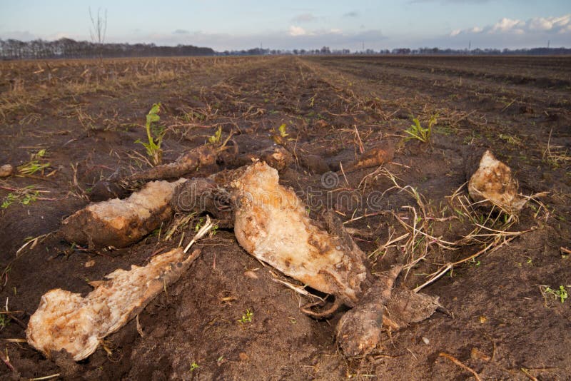 Rotten Beet with Molds on the White Clipping Path Stock Photo - Image ...