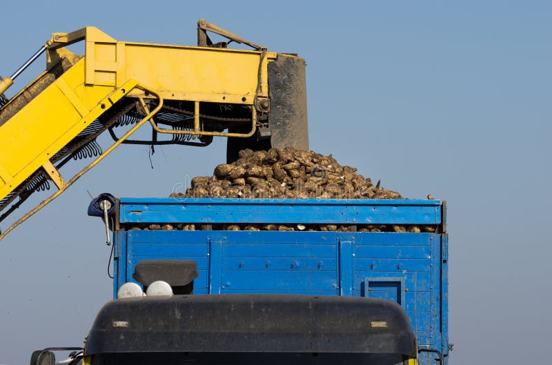 Sugar beet loading stock image. Image of harvest, picking - 34685097