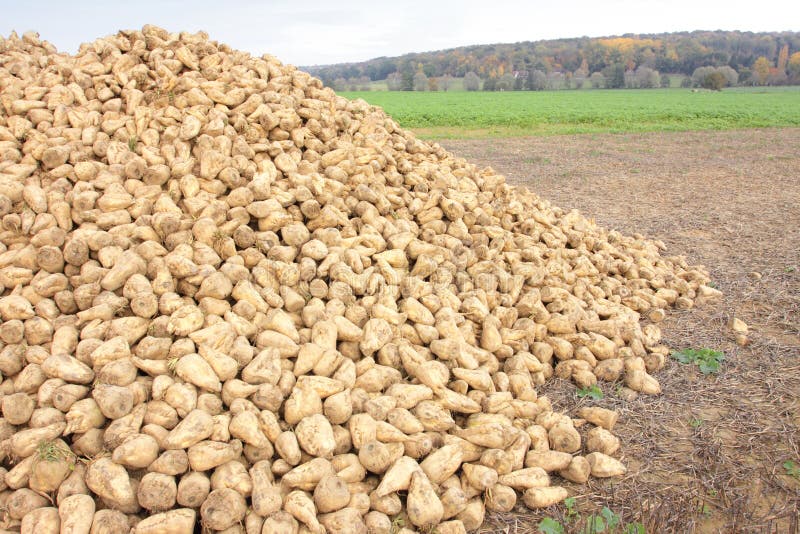 Sugar beet pile stock photo. Image of autumn, dawn, landscape - 21907880