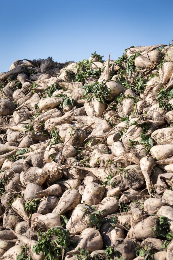 Sugar beet stock photo. Image of ground, root, farming - 45575110