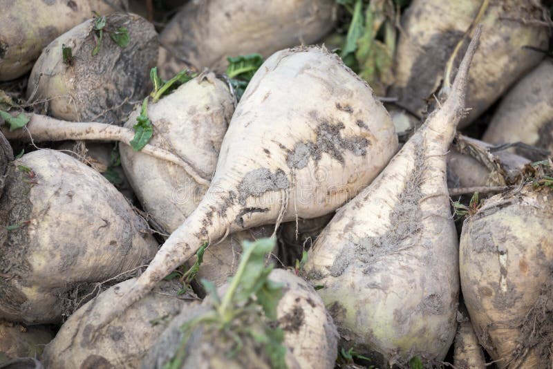 Sugar beet stock photo. Image of head, pile, breeding - 45575226