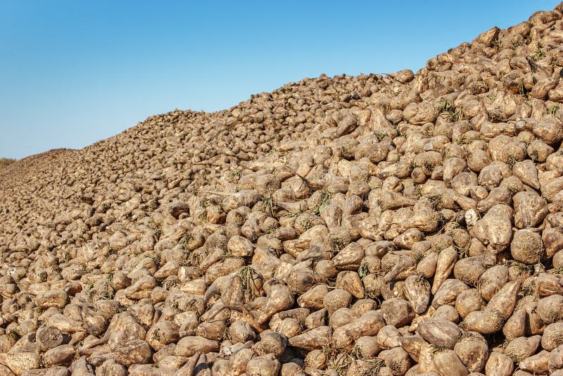 Sugar Beet Pile of the Field after the Harvest before Processing Stock ...