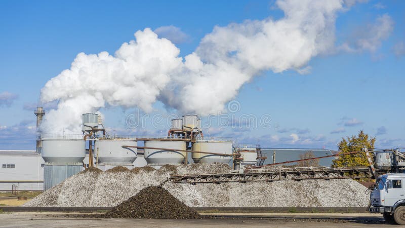 Sugar Beet Pile of the Field after the Harvest before Processing at the ...