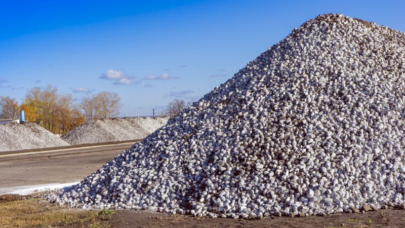 Sugar Beet Pile of the Field after the Harvest before Processing at the ...