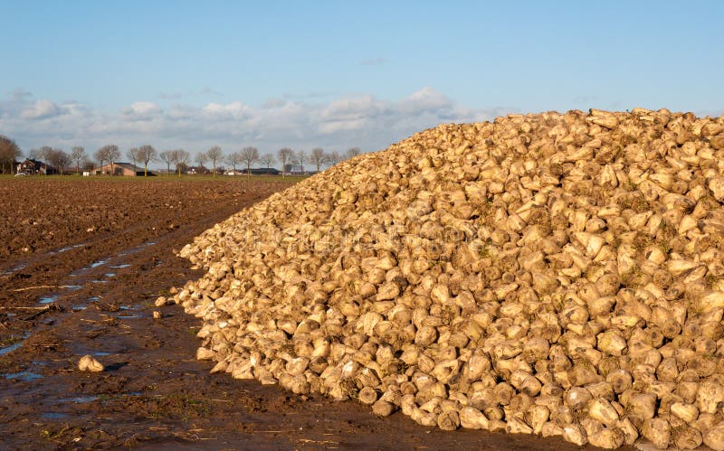 Sugar Beet Pile at the Field after Harvesting Stock Photo - Image of ...