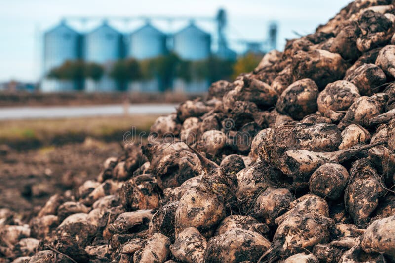 Sugar beet stock image. Image of ground, rural, plant - 20010531
