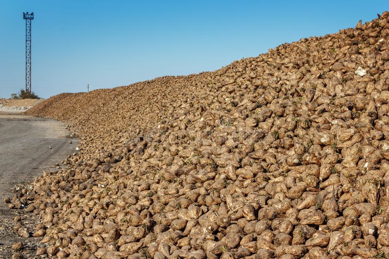 Sugar Beet Pile before Processing at the Plant for the Productio Stock ...