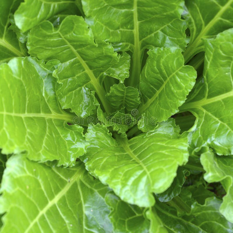 Sugar beet plant. stock photo. Image of field, countryside - 51033702