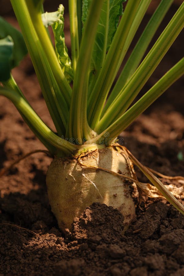 Sugar Beet Root Crop in the Ground Stock Photo - Image of field, beet ...