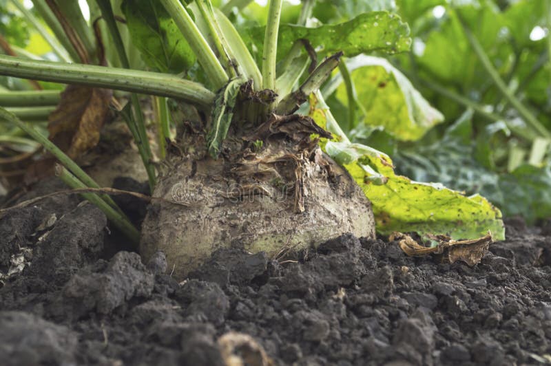 Sugar Beet Root Crop in the Ground Ready for Harvesting Stock Photo ...