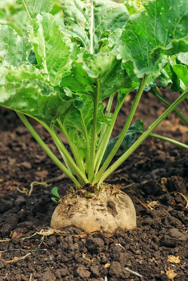 Fodder beet growing stock image. Image of beet, fodder - 28890097