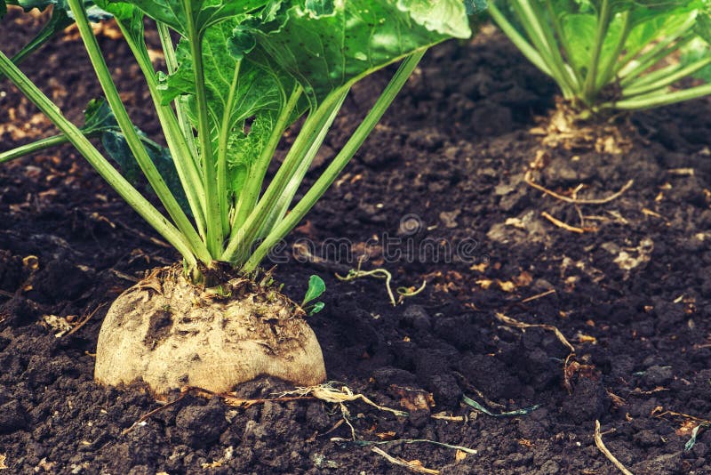 Sugar beet root crop stock photo. Image of season, cultivated - 90859832