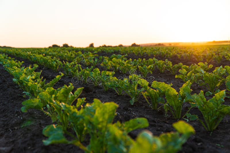Sugar Beet Seedlings are Growing from the Soil. Young Sugar Beet Field ...
