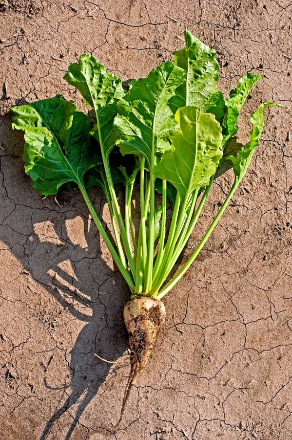 Sugar Beet Roots Extracted from the Ground, Harvesting Stock Photo ...