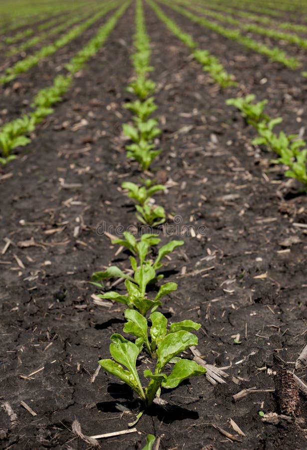 Sugar Beet Sprouts on Field, Close Up Stock Image - Image of sprout ...