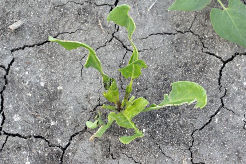 Sugar Beet Weevil Asproparthenis Punctiventris Formerly Bothynoderes ...