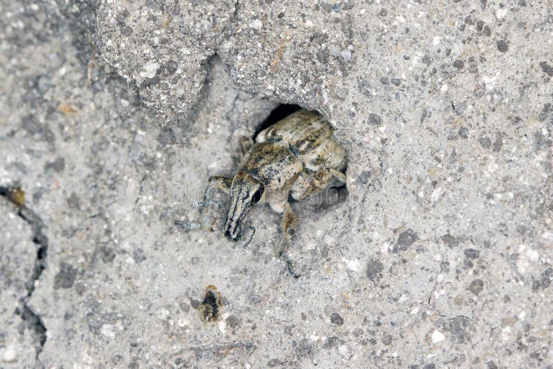 Sugar Beet Weevil Asproparthenis Punctiventris Formerly Bothynoderes ...