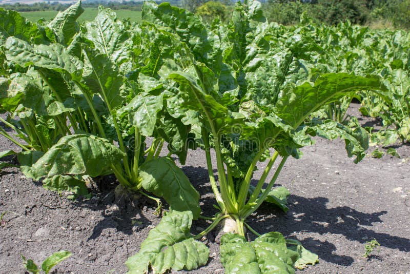 Sugar Beets,beautiful Beets Grow in the Field Stock Photo - Image of ...