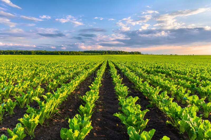 Sugar Beets Grow in Rows on Plantations Stock Photo - Image of rows ...