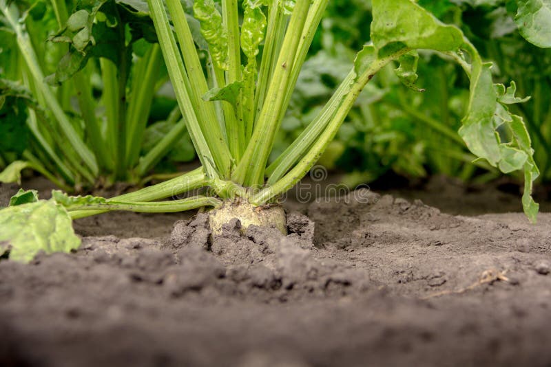 Sugar Beets are Young. Sugar Beet Field. Sugar Beet. Stock Image ...