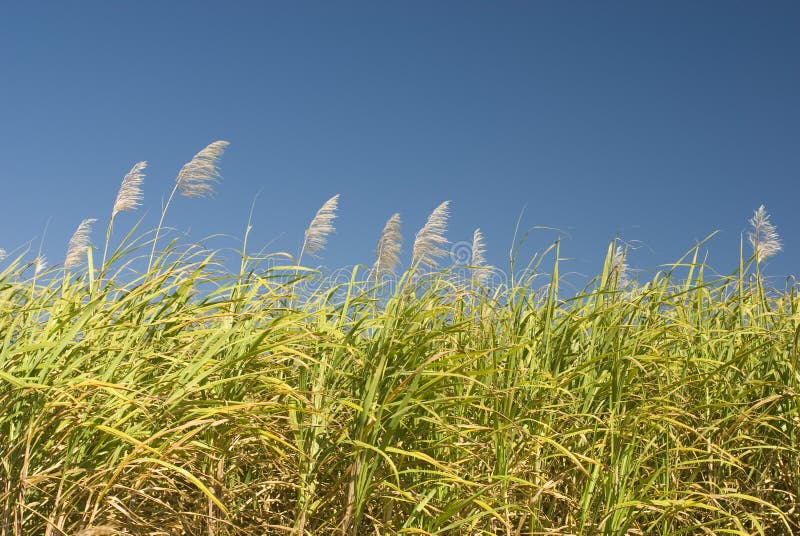 Sugar Cane stock image. Image of growing, sugar, plant - 11358569