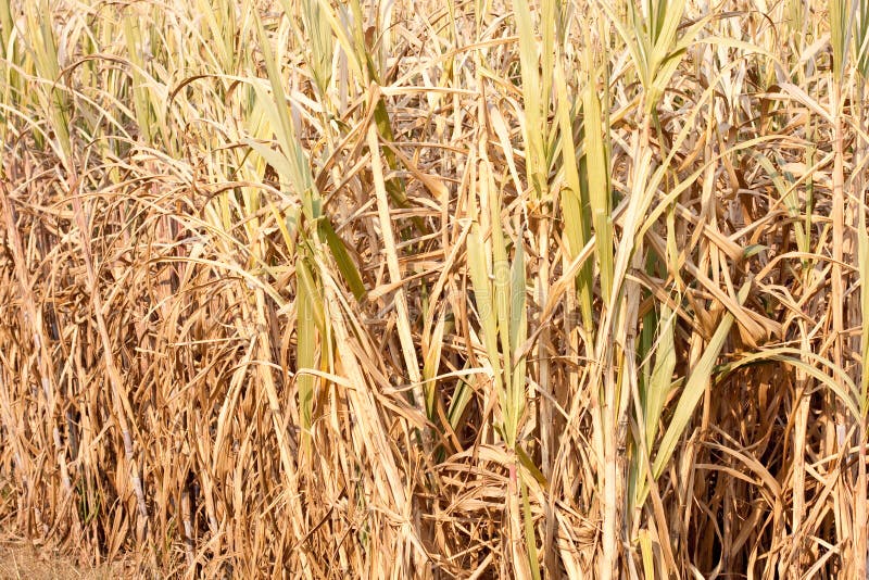 Sugar cane stock photo. Image of foliage, australia, tall - 12532956