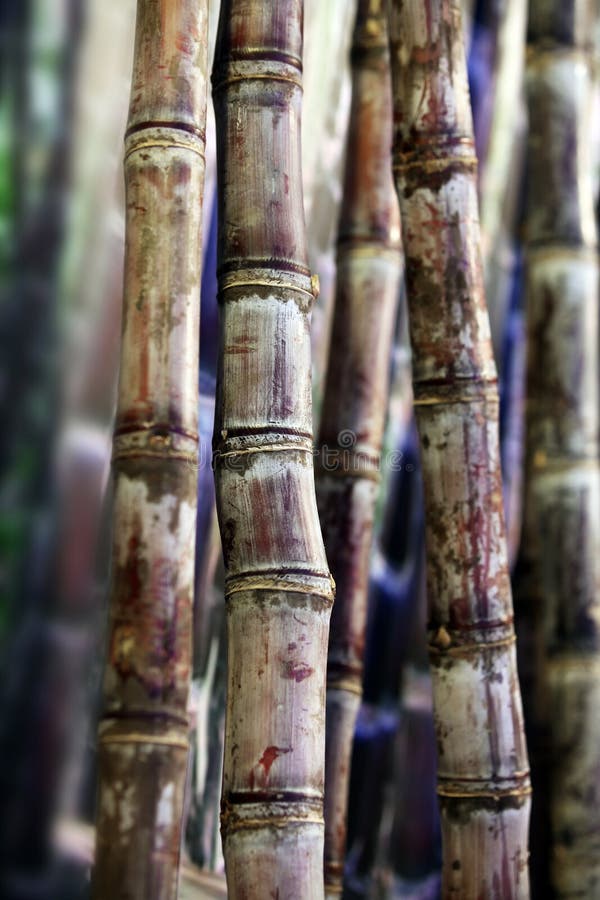 Bundles of raw sugar cane. stock image. Image of crops, cane - 46443
