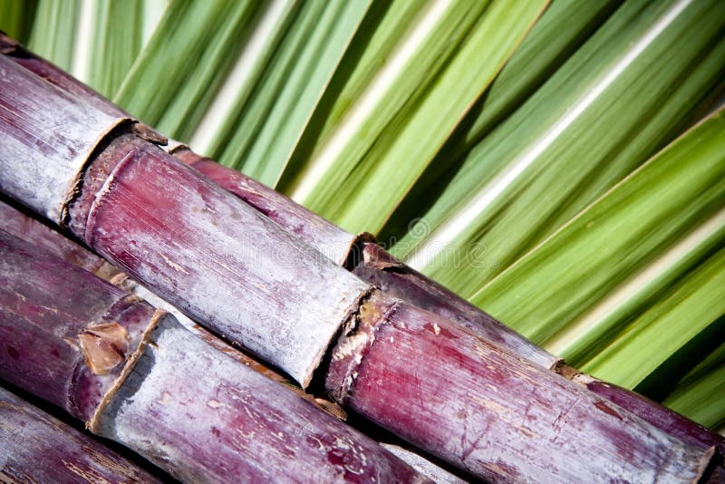 Sugar cane stock photo. Image of nature, sugar, cane - 13310250
